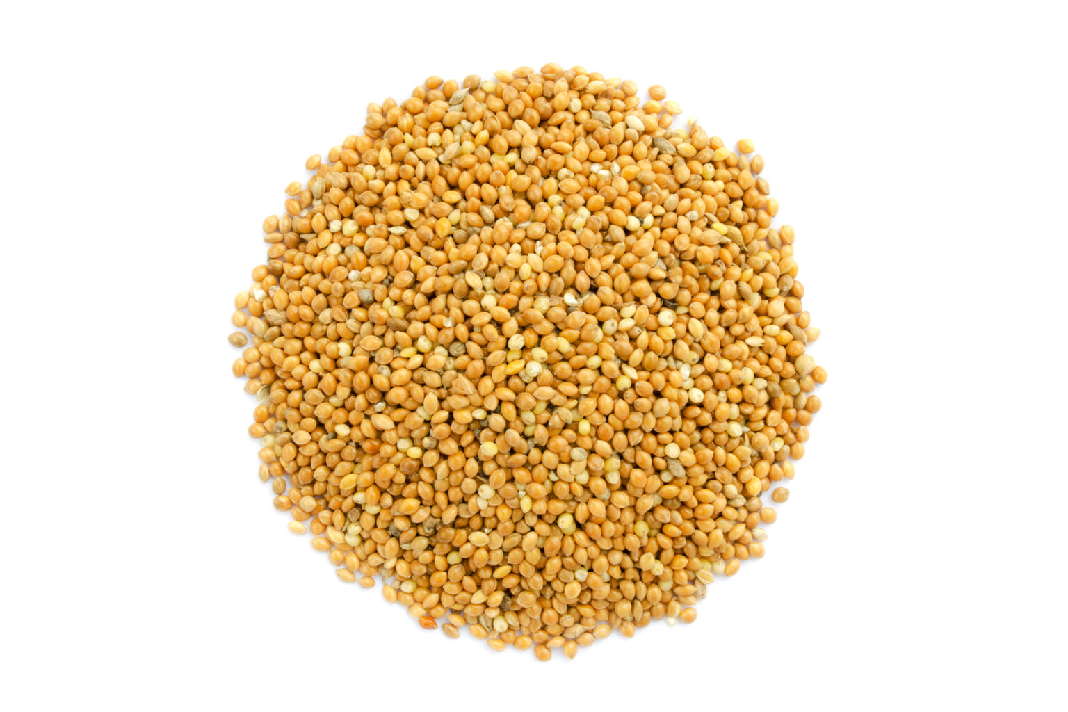 Yellow millet - RGG Grain GmbH